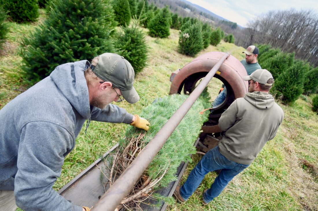 ’Tis the season — Local tree farms opening for Christmas season | News ...